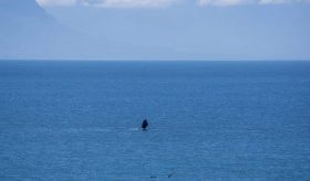 Tips Kaap de Goede Hoop: het Kaapse schiereiland in één dag