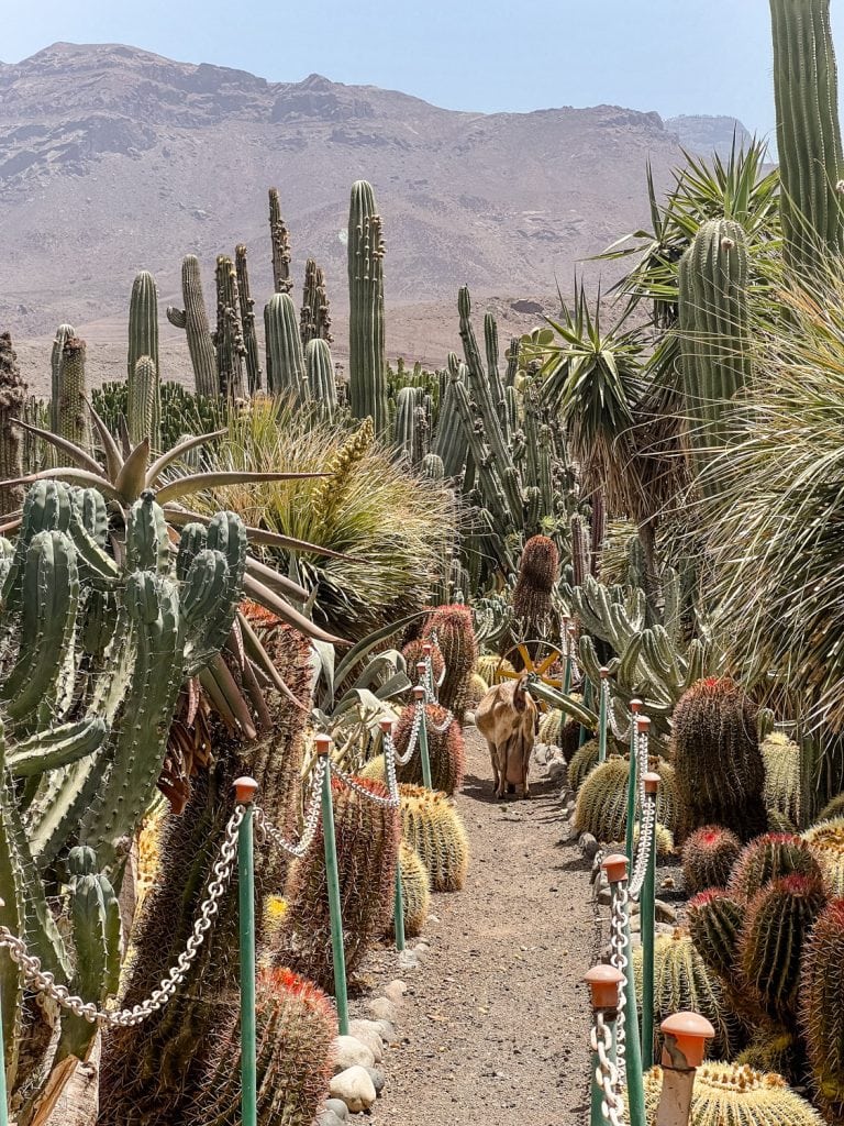 GC-200 op Gran Canaria: de mooiste route langs de westkust