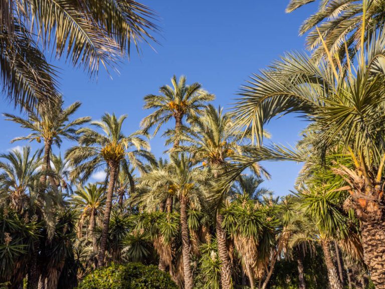 Wat te doen in Elche: de palmenstad van Spanje